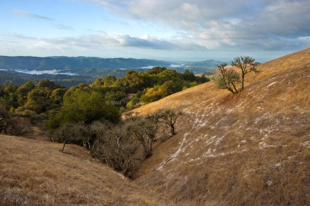 California Buckeyes After Dusting - Russian Ridge OSP - Matt Tilghman ...