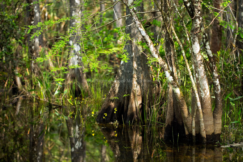 Bladderwort and Buttresses - Florida Everglades Swamp Scene - Matt ...